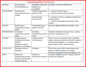 Adenohipofizės hormonai – Tavo sveikata